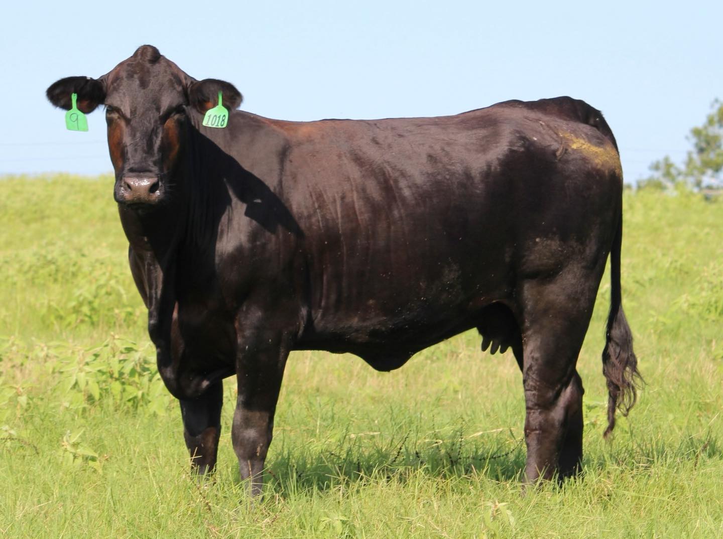 Brangus Cattle Global Farms