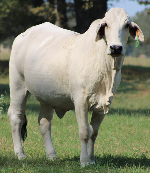 Brahman Heifers & Cows - Bred – Circle D Ranch